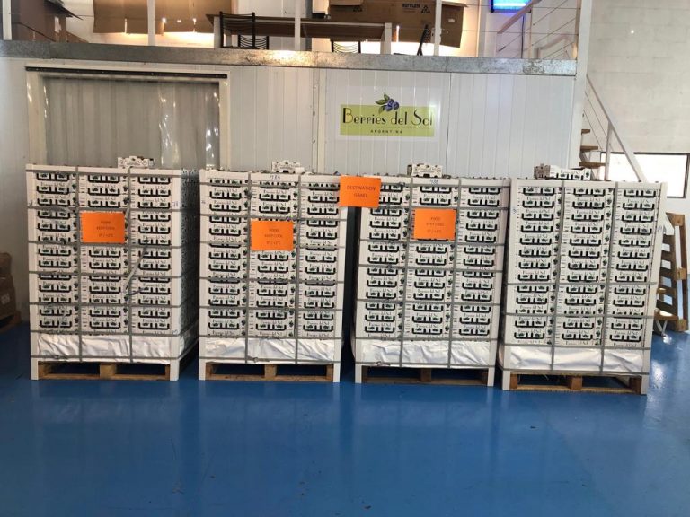 After the reopening of the market, Argentina completed the first ...