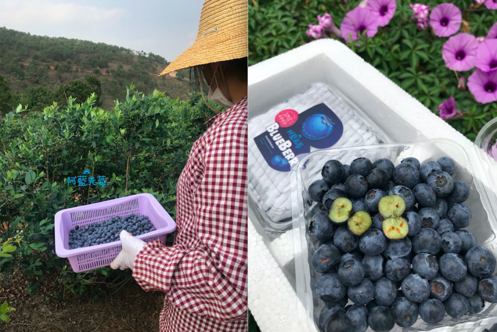 China: "The new national blueberry harvest arrives on the market ...
