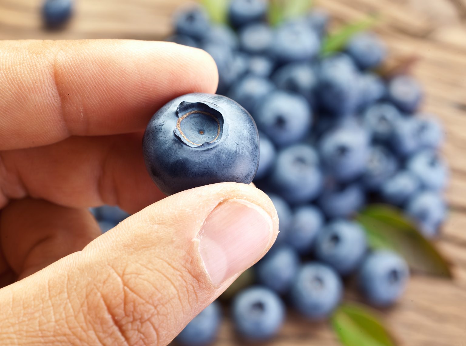 Arándanos: Firmeza de la fruta, una condición en permanente análisis ...