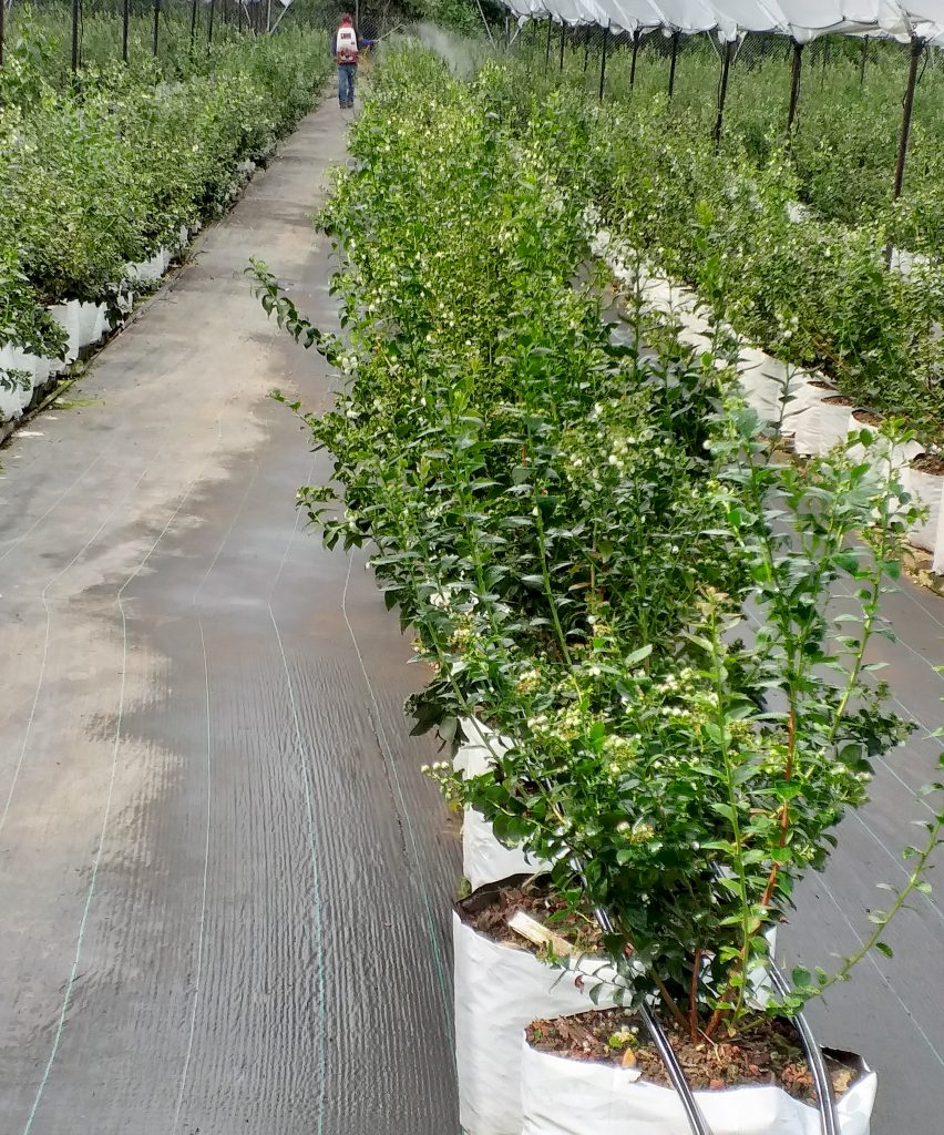 Stoller, hand in hand with blueberry growers in Mexico | Blueberries ...