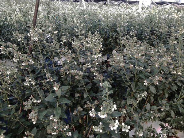 Stoller, hand in hand with blueberry growers in Mexico | Blueberries ...