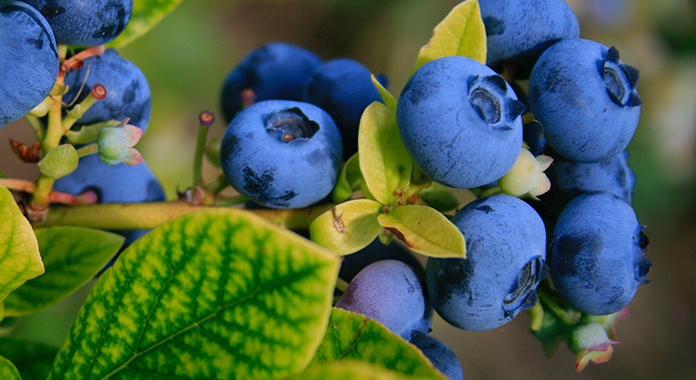 Carlos-Gereda-de-Inkas-Berries-We are pushing-for-Peru-to-have-six ...