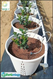 Integral Fertigation Concepts in the cultivation of blueberries ...