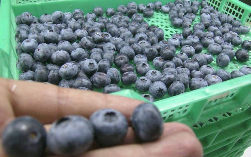 Agronometrics in Charts: Peruvian blueberry volumes increase as North ...