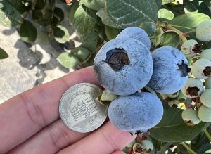 blue09094 | Blueberries Consulting