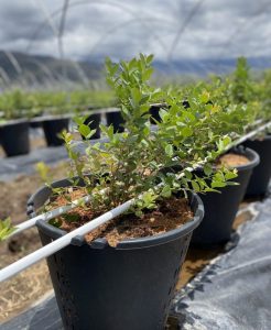 Achieving the full potential of new blueberry varieties: Pot ...