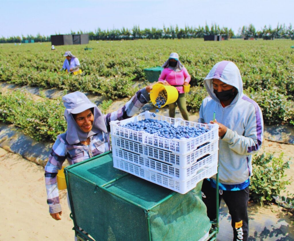 Jose Flores Felix | Blueberries Consulting