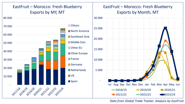 Morocco sets new blueberry export record, with volumes reaching all key ...