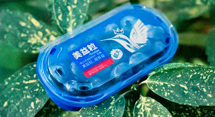 agrovision-harvests-first-commercial-harvest-of-blueberries-in-yunnan ...