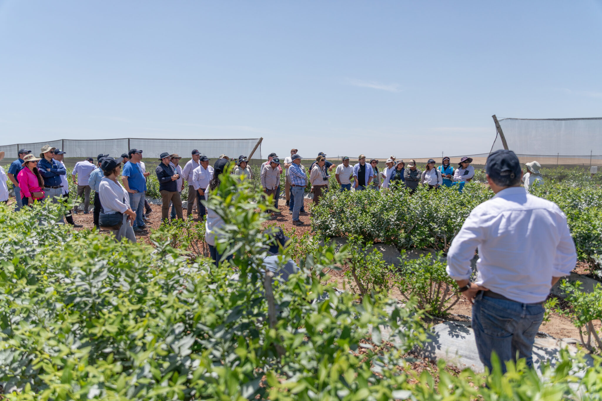 Tour técnico bem-sucedido da Blueberries Peru 2025 organizado pela ...