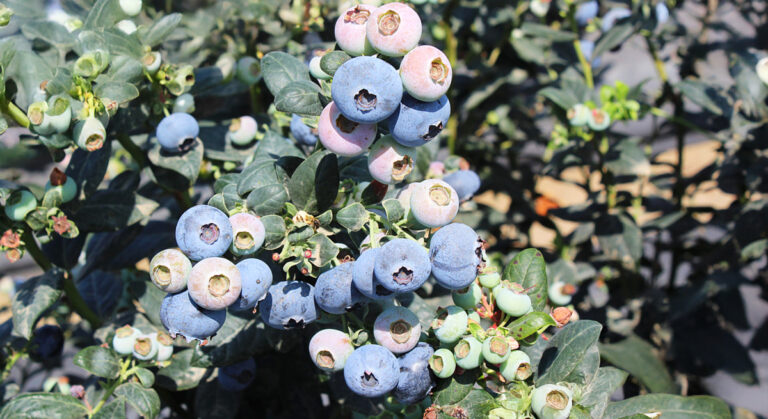 Hydroponic cultivation achieves 50% more production in the first year ...