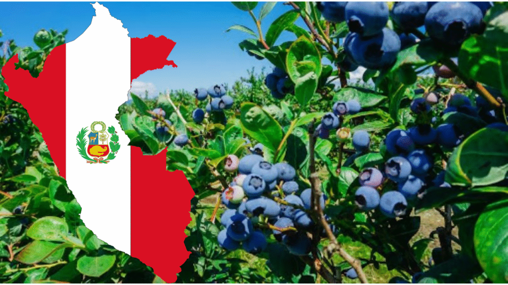 Arándano peruano mantiene el ritmo y consolida su avance | Blueberries ...