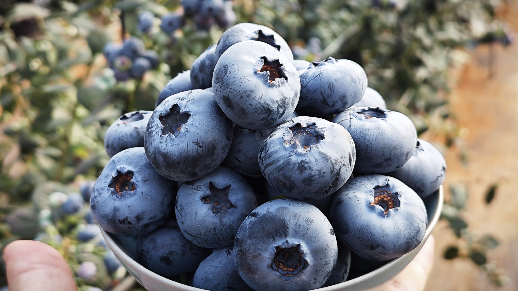 The Jumbo Blue Maldives blueberry variety confirms its adaptability to ...